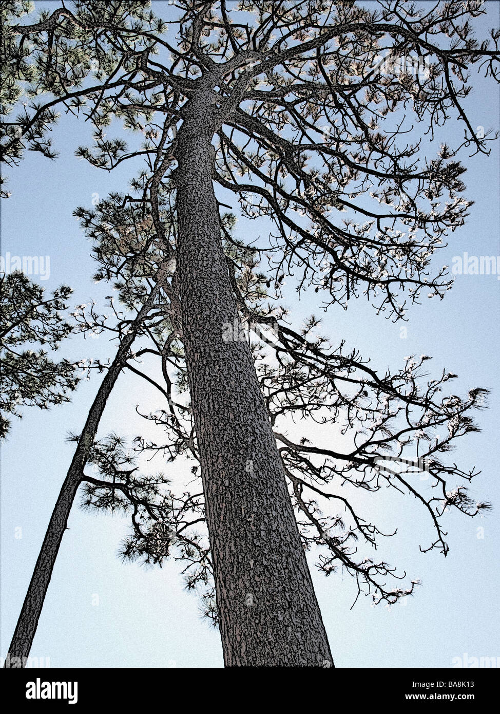 Southern pine tree hi-res stock photography and images - Alamy