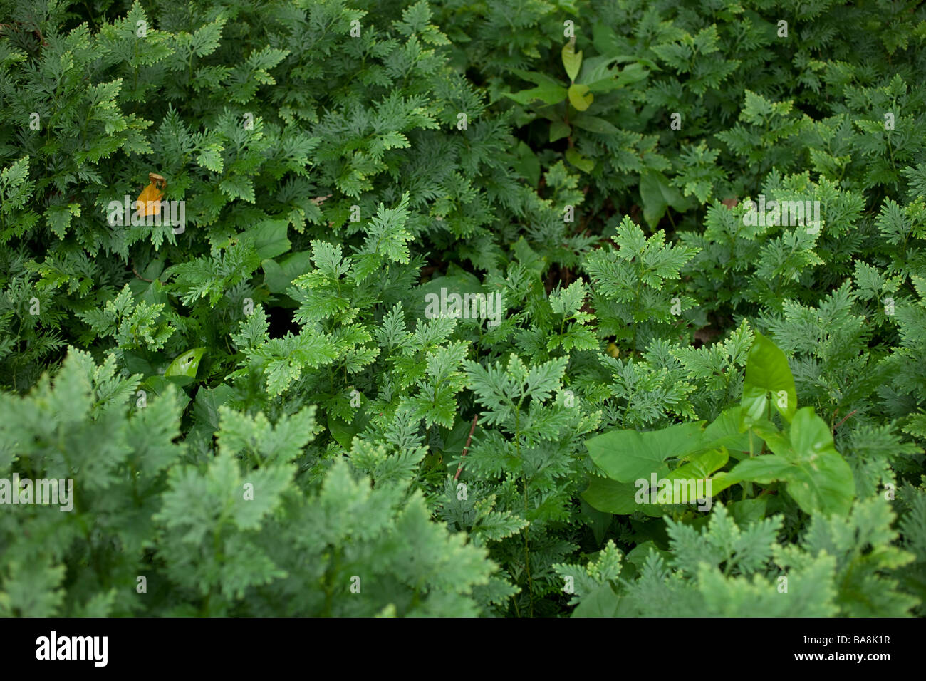 Fern field with orange leaf and one plant with different leaves Stock ...