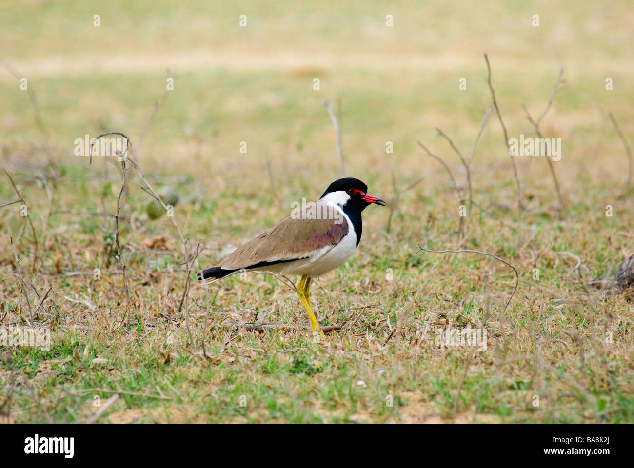 Red-wattled Lapwing Vanellus indicus standing in short grass in ...