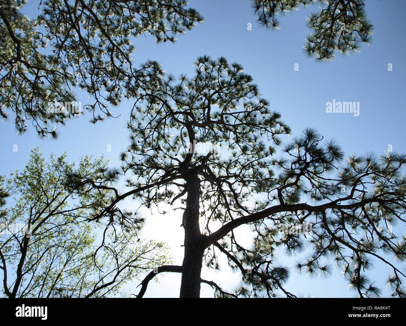 sillouette of long leaf pine tree trees with bright sun behind trunk ...