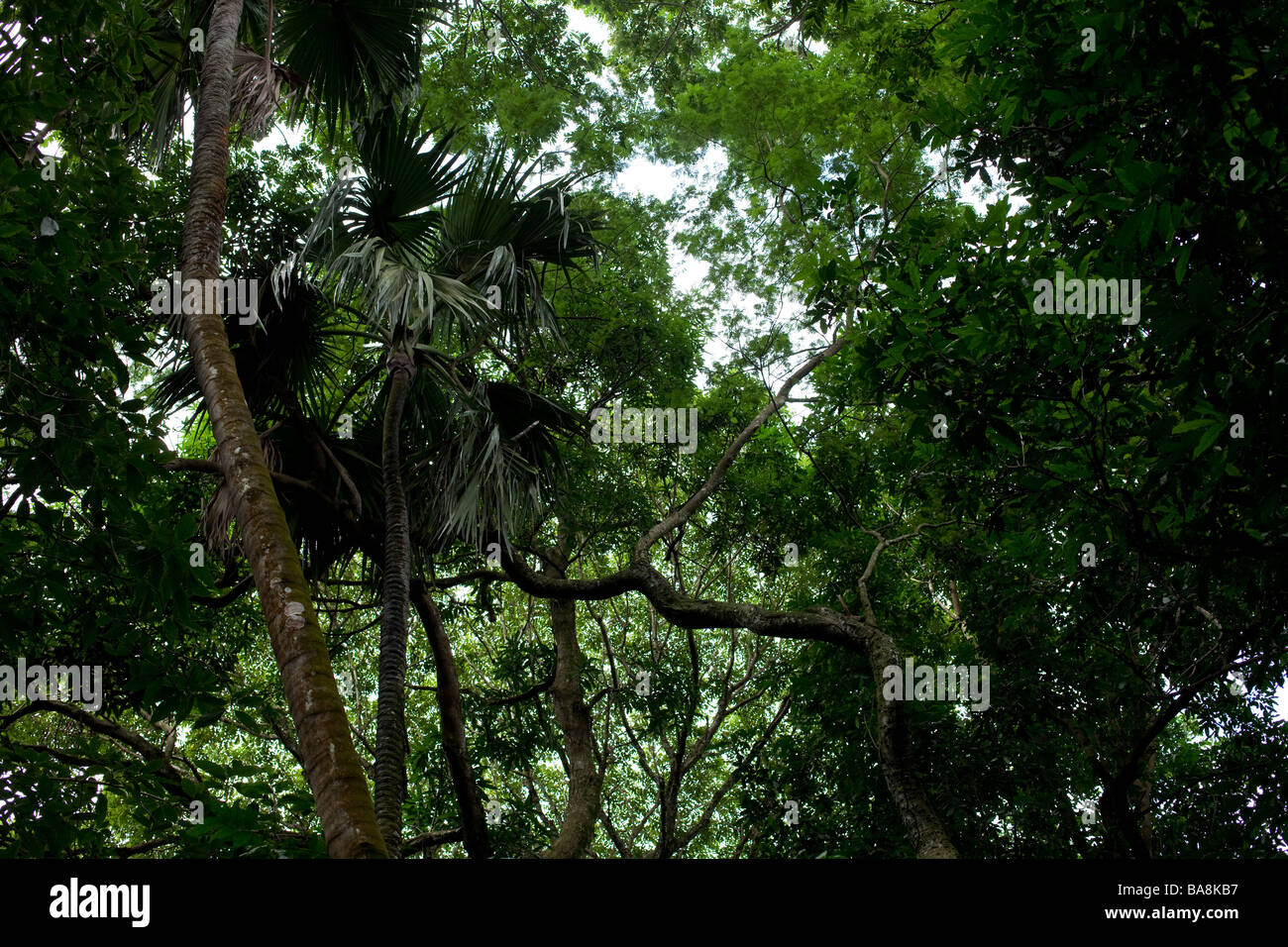 Atlantic rainforest hi-res stock photography and images - Alamy
