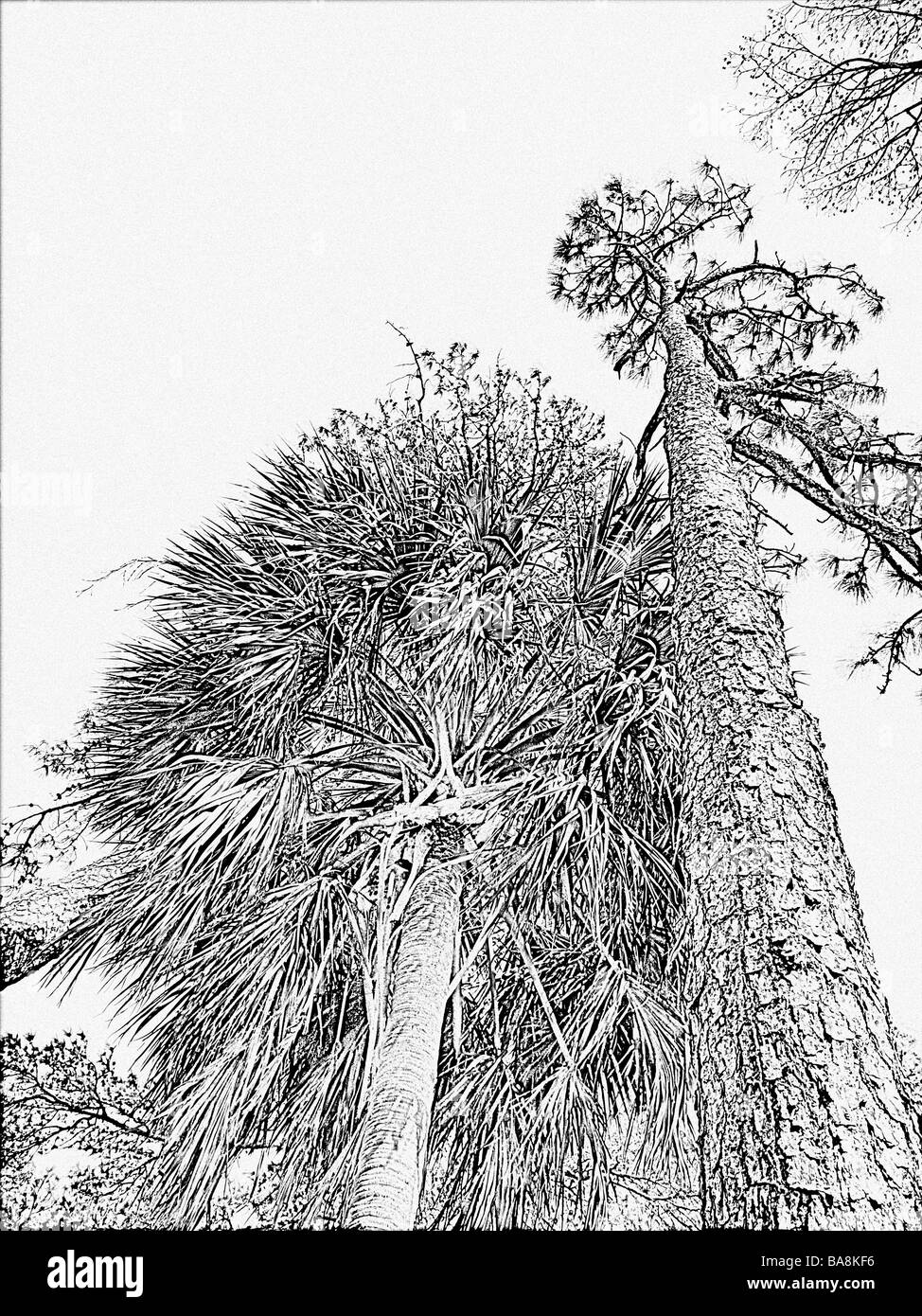 drawing effect skyward view in black and white of long leaf pine tree ...
