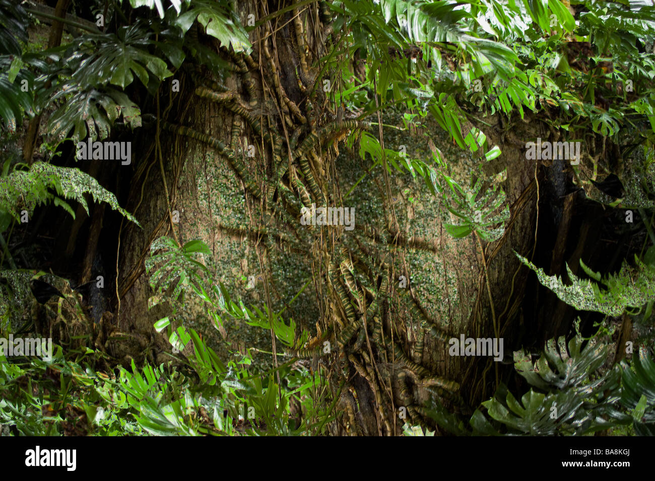 Double exposure vines Stock Photo - Alamy