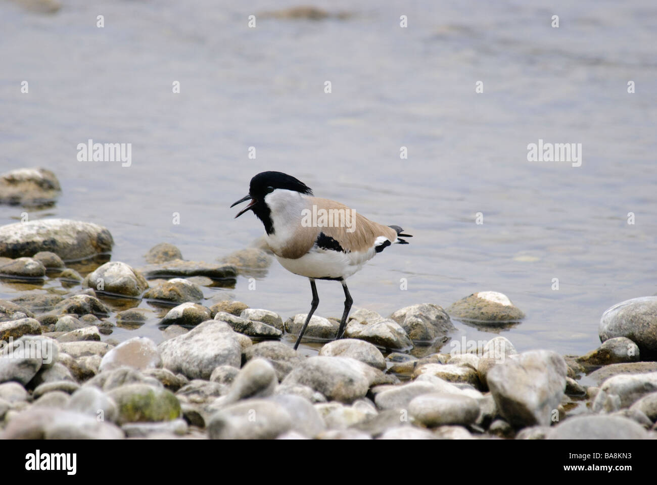 River Lapwing Vanellus duvaucelii calling in its typical feeding ...