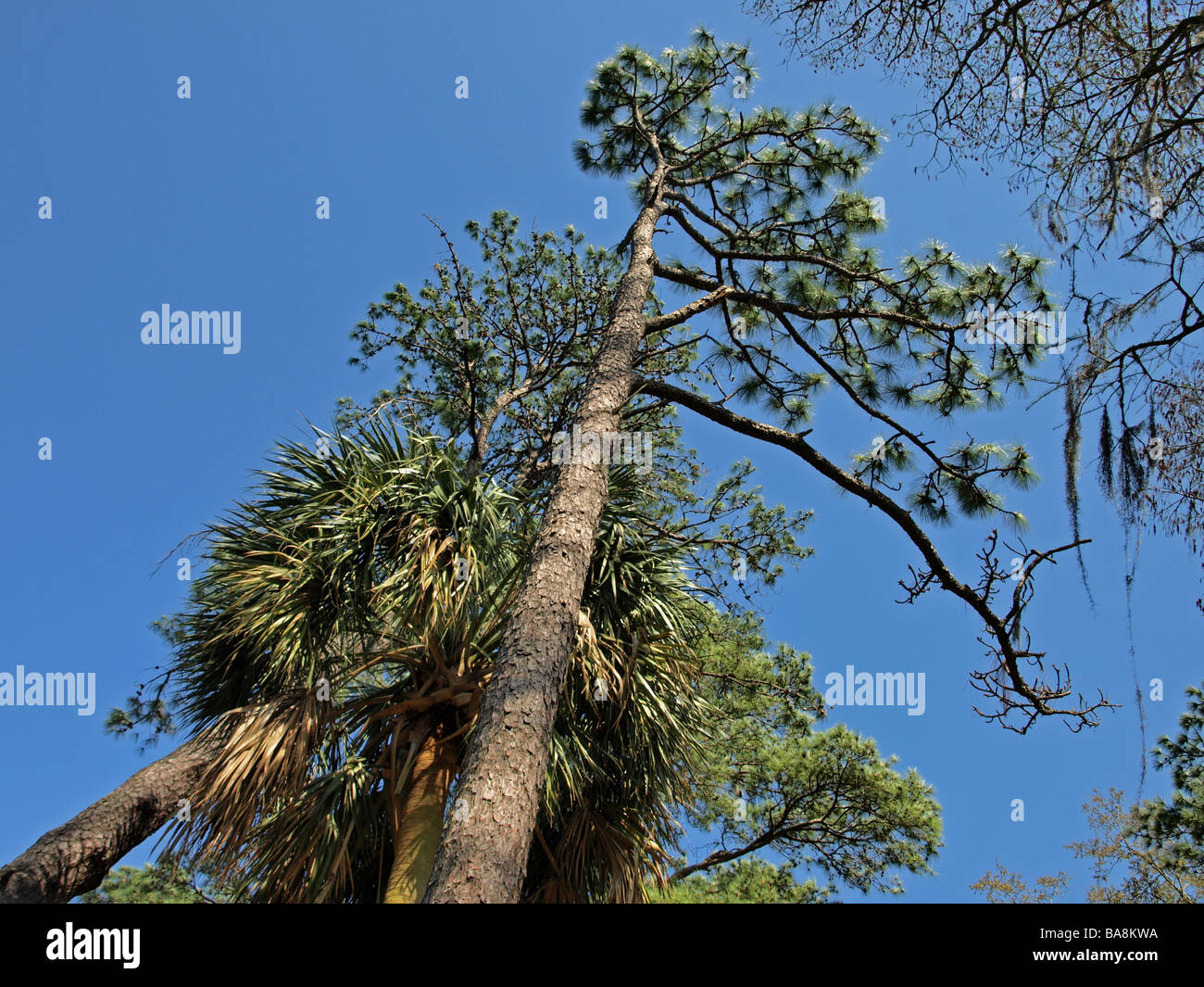 Southern Pine Tree Stock Photos & Southern Pine Tree Stock Images - Alamy