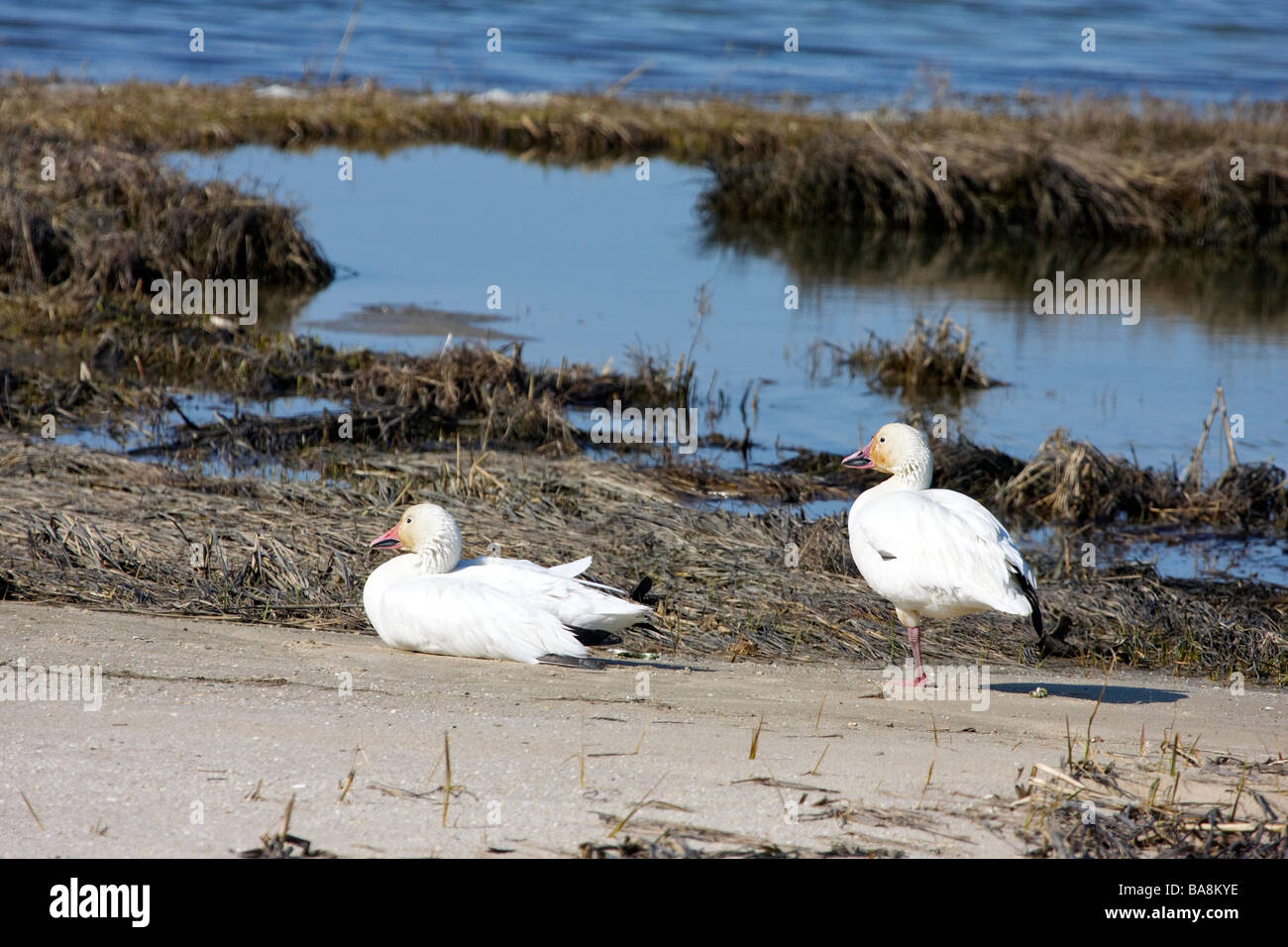 Sitting geese hi-res stock photography and images - Alamy