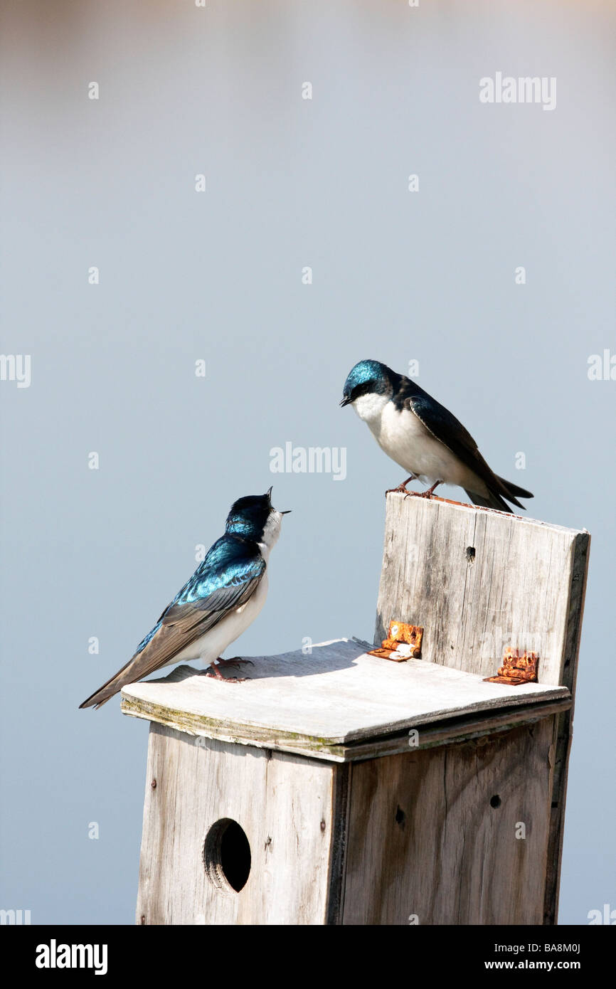 Tree Swallows talking Stock Photo - Alamy
