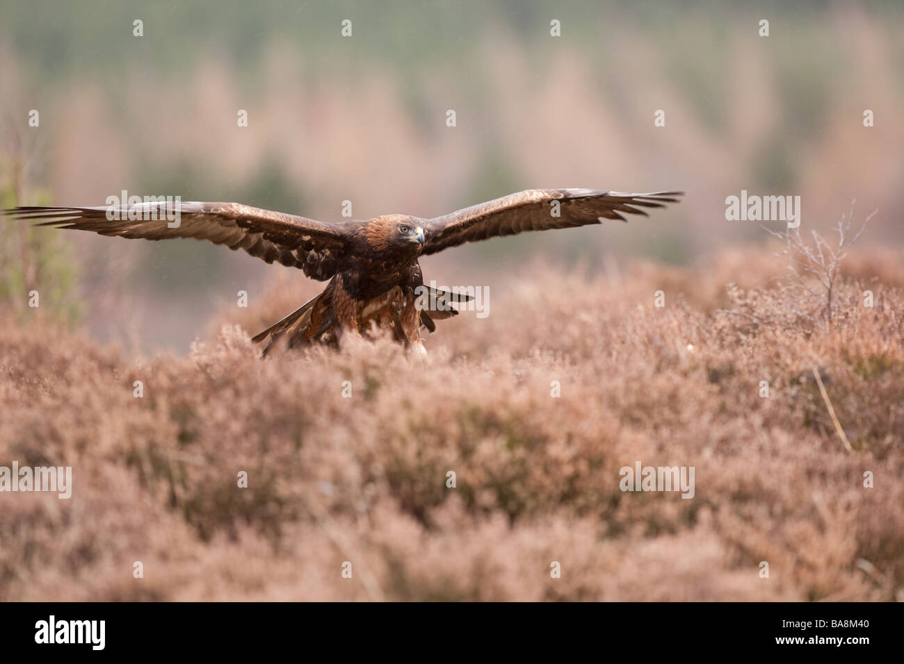Flying golden eagle scotland hi-res stock photography and images - Alamy