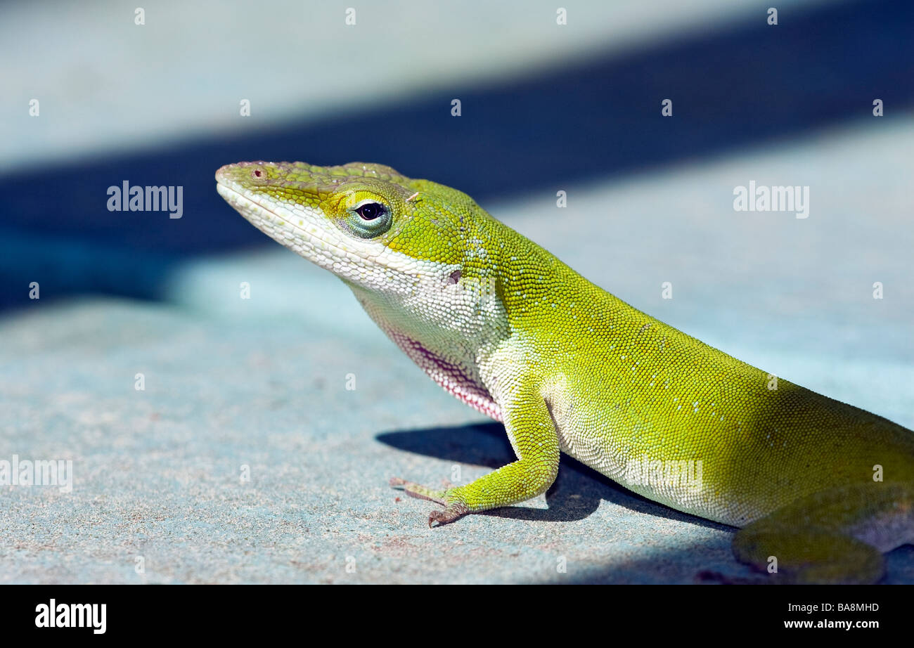 Green lizard, reptile Stock Photo - Alamy