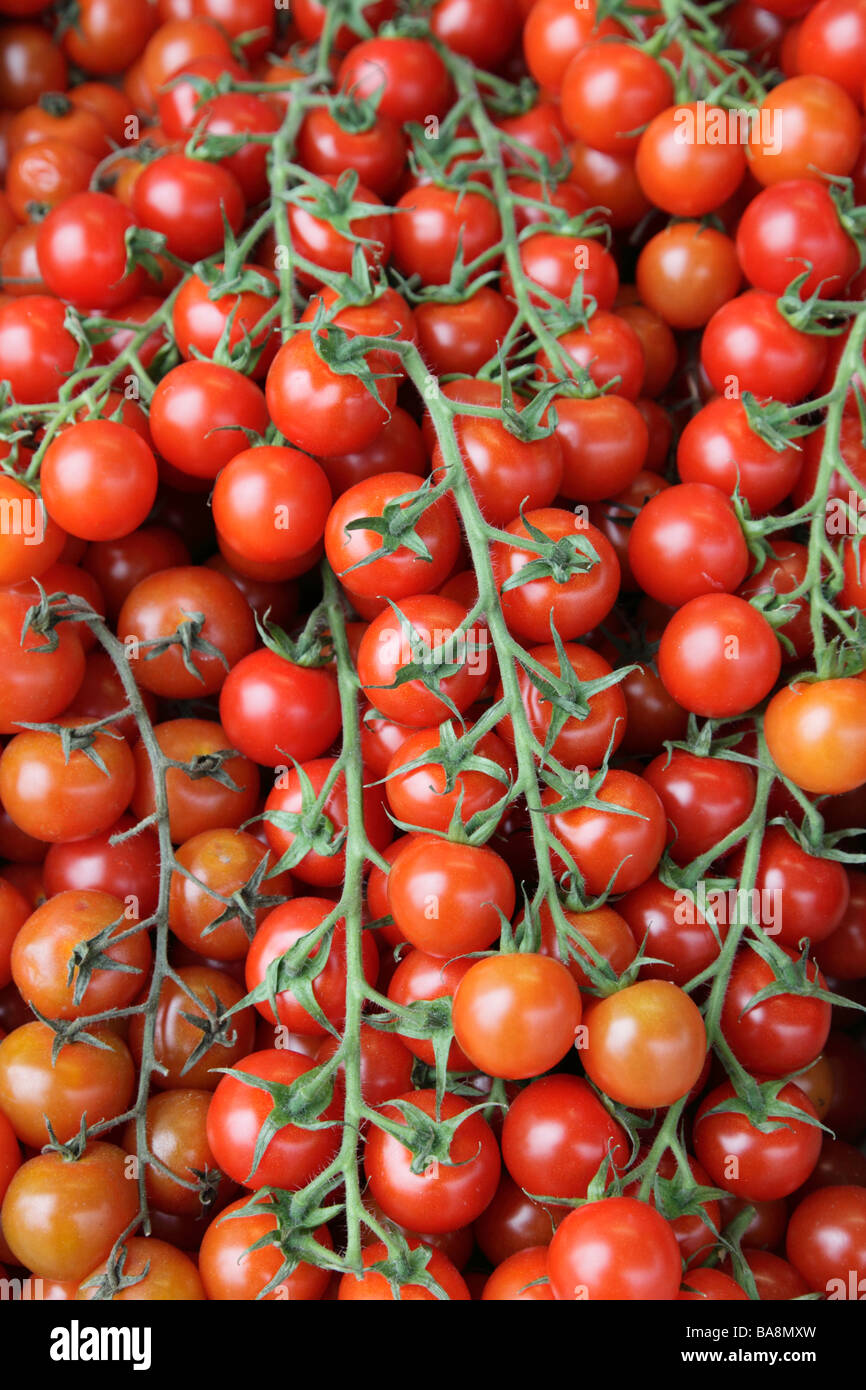 Succulent and ripe vine tomatoes Stock Photo - Alamy