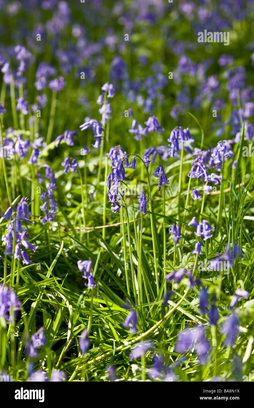 bluebells in spring Stock Photo - Alamy