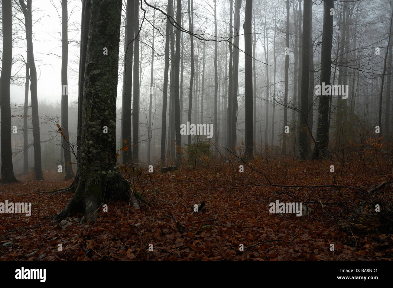 Fogs in forest hi-res stock photography and images - Alamy