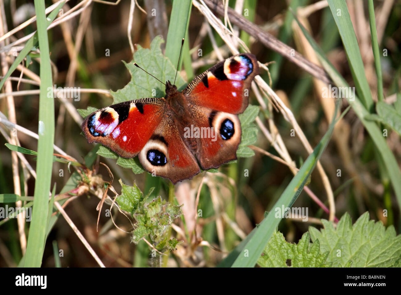 Butterfly wings half open resting hi-res stock photography and images ...