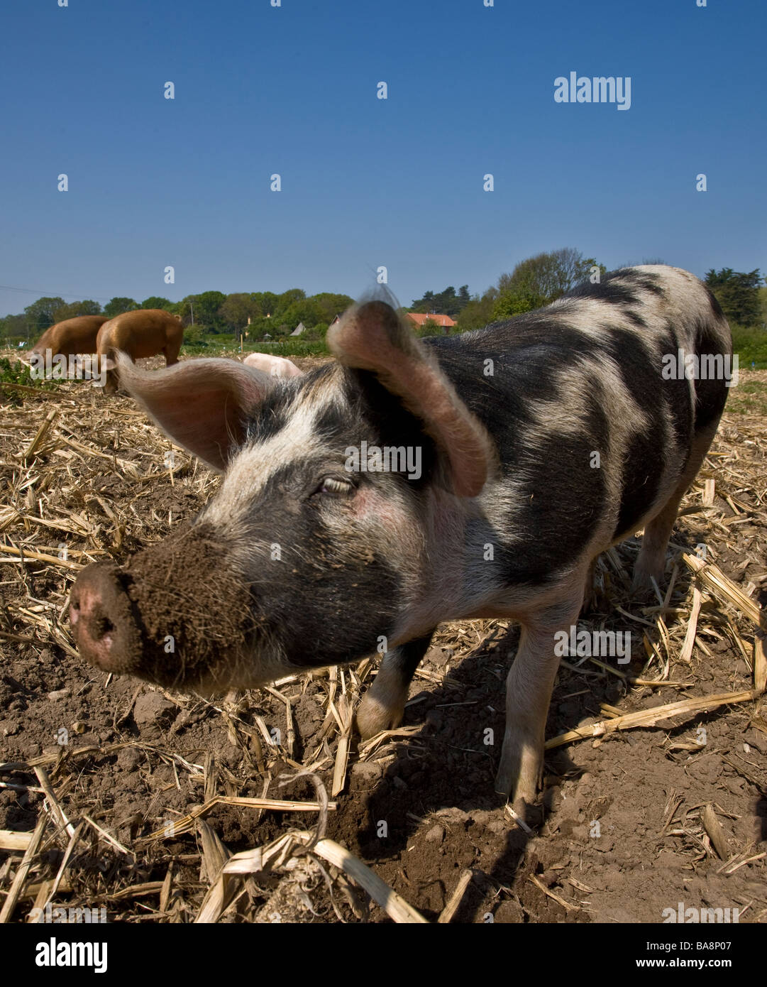 pig at animal rescue centre Stock Photo - Alamy