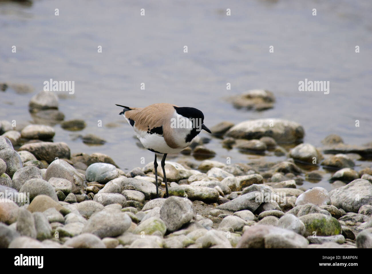Spur winged lapwing feeding hi-res stock photography and images - Alamy