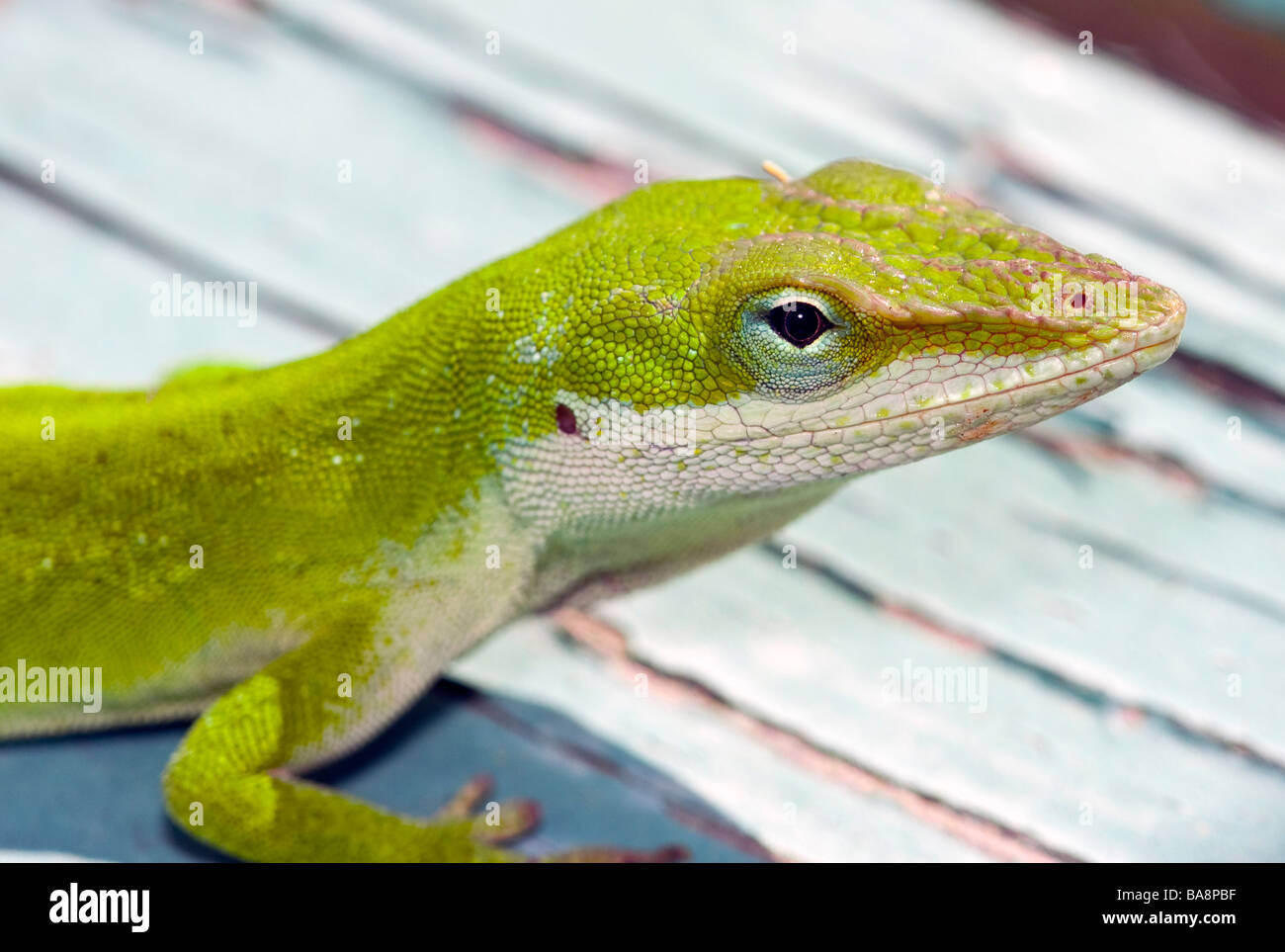 Lizard looking up hi-res stock photography and images - Alamy