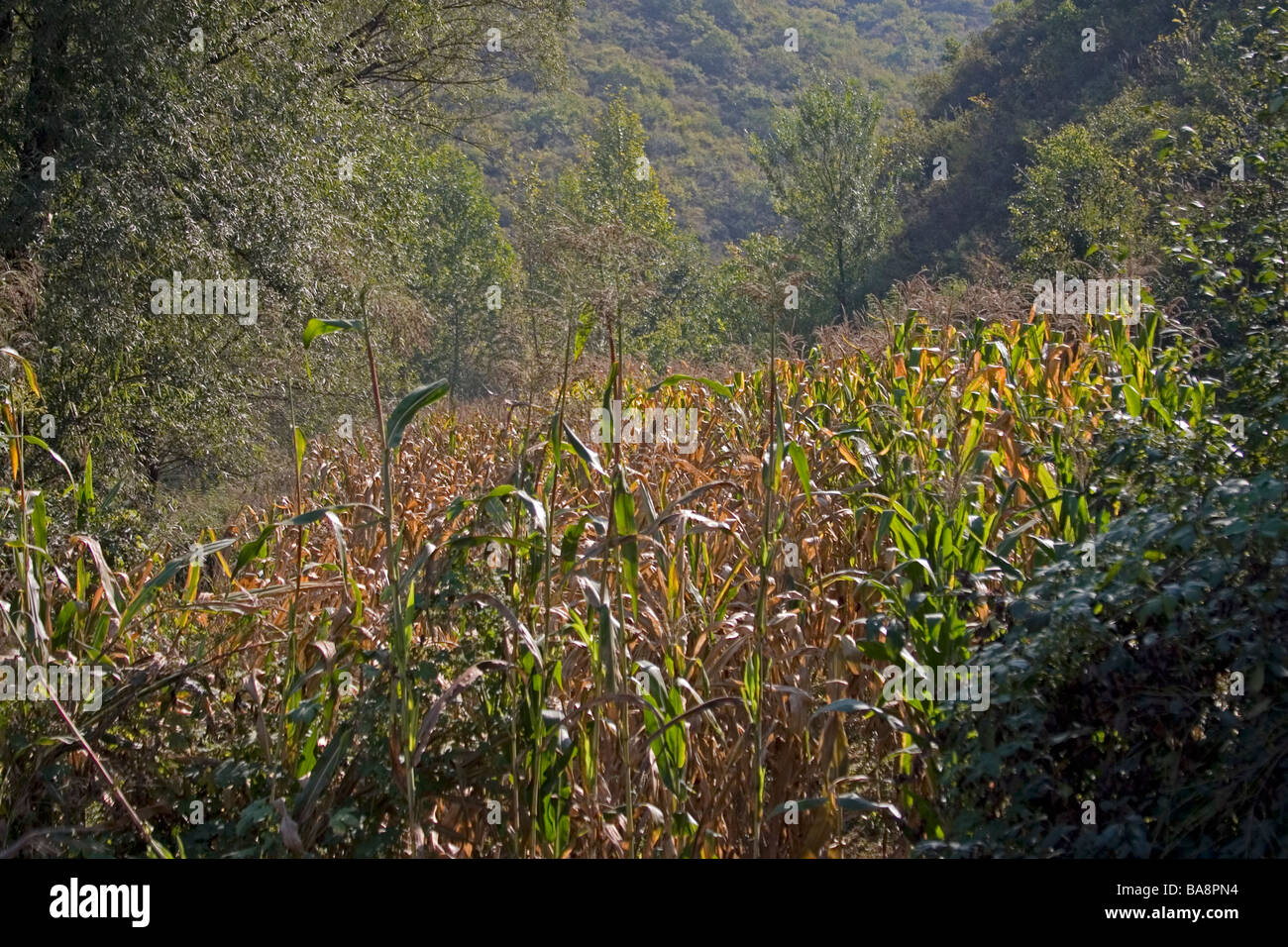 a field of corn in china Stock Photo - Alamy