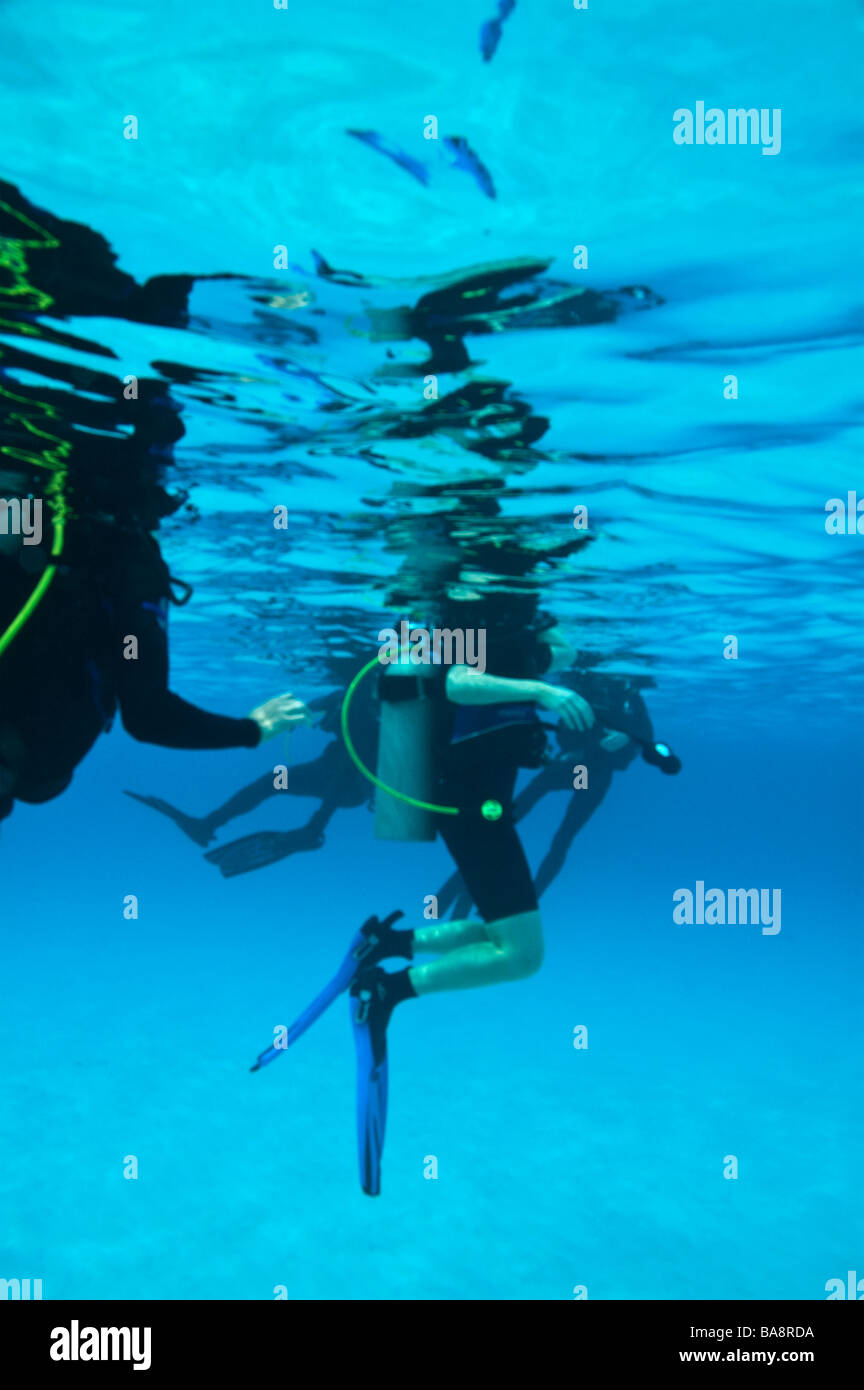 several scuba divers floating in blue caribbean water near bonaire ...