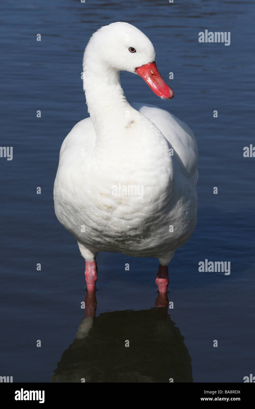 Coscoroba hi-res stock photography and images - Alamy