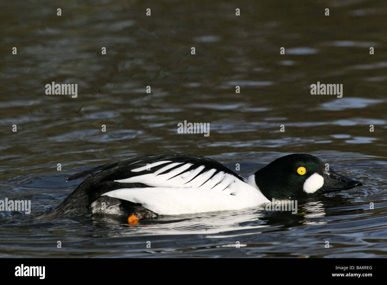 Common goldeneyes hi-res stock photography and images - Alamy