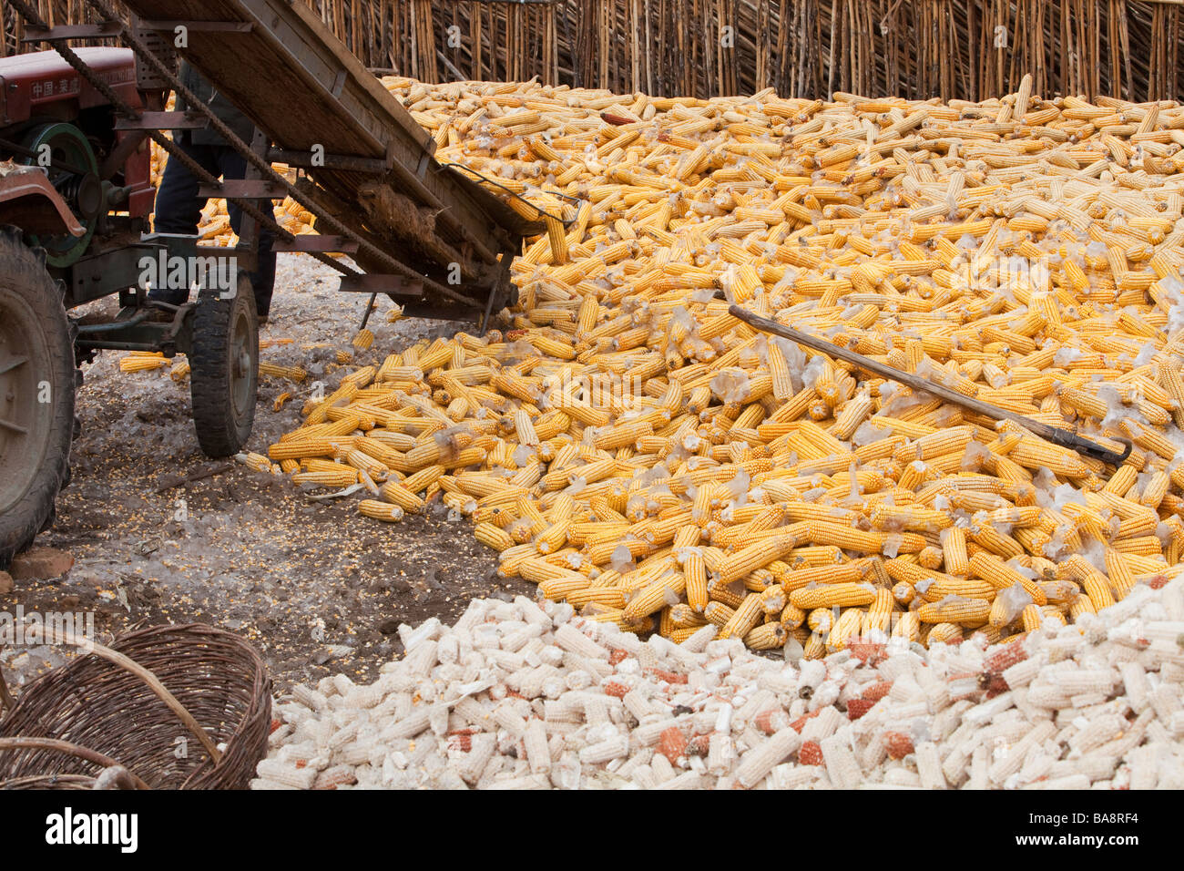 Chinese peasant farmers processing maize Stock Photo - Alamy