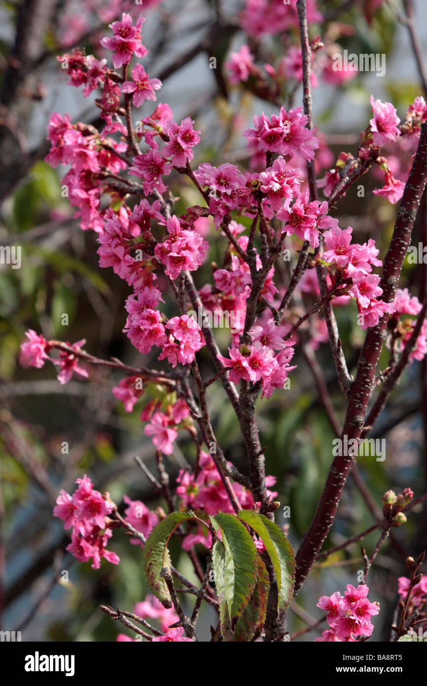 Cherry flowers bloom in spring Stock Photo - Alamy