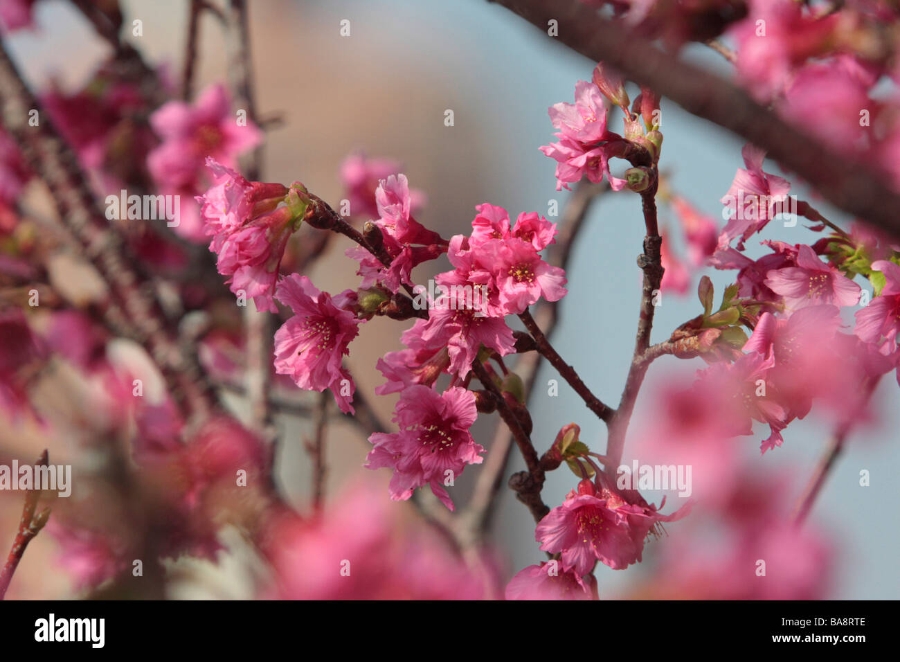 Cherry flowers bloom in spring Stock Photo - Alamy