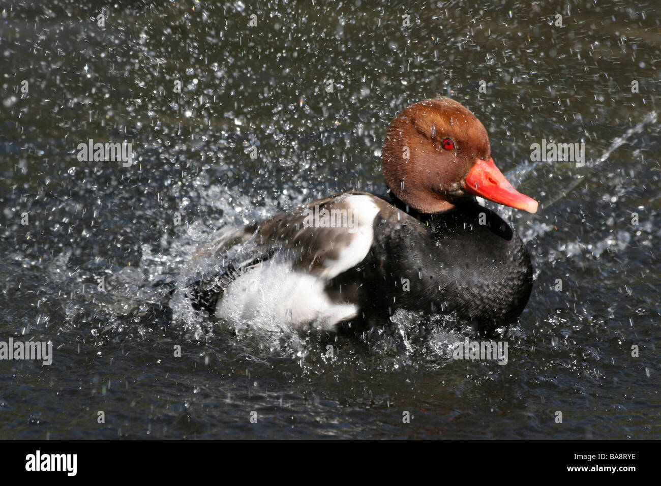 Netta hi-res stock photography and images - Alamy