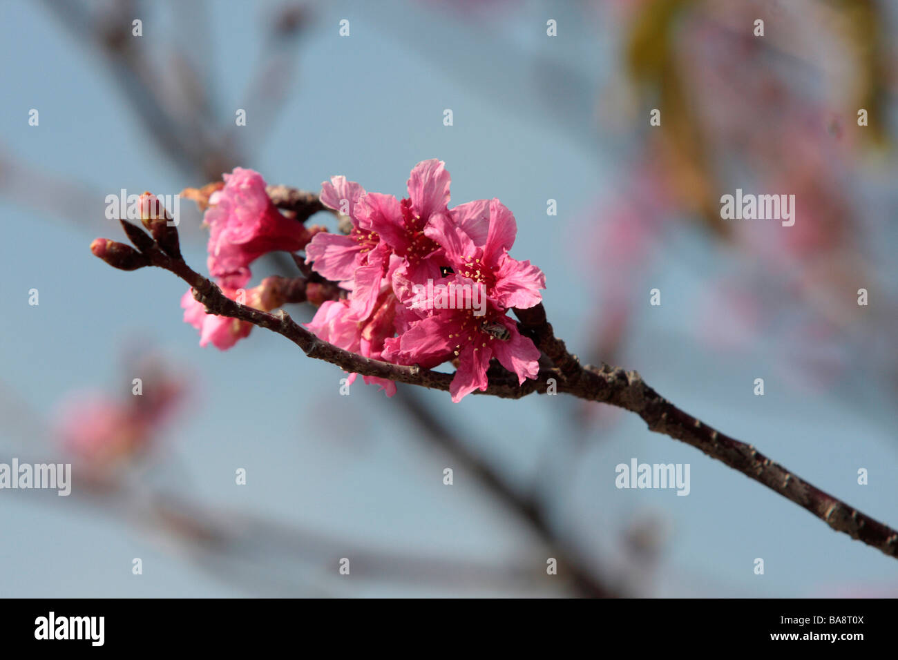 Cherry flowers bloom in spring Stock Photo - Alamy