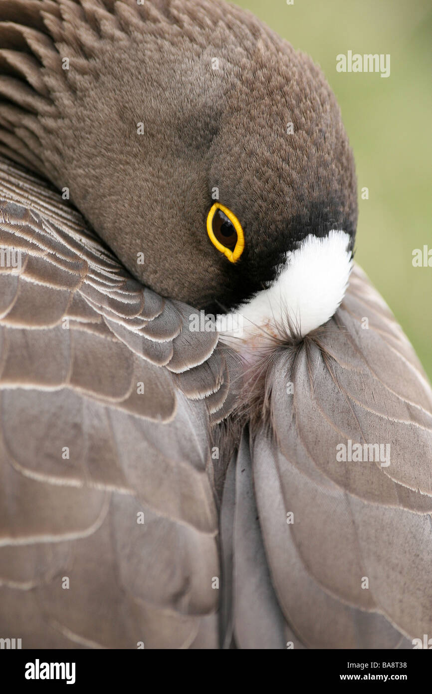 Eurasian goose species hi-res stock photography and images - Alamy