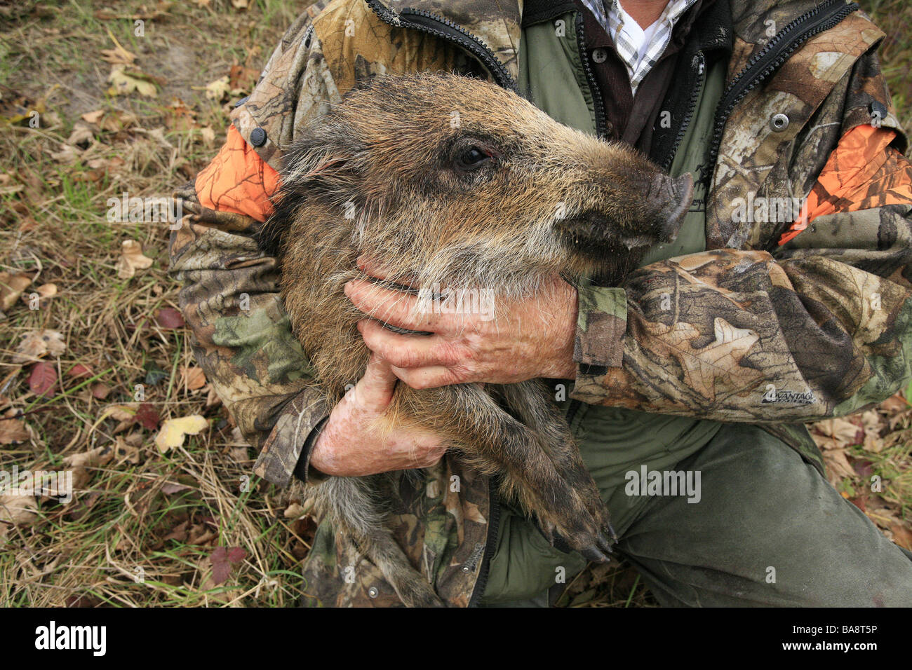 Wild boar hunter hi-res stock photography and images - Alamy