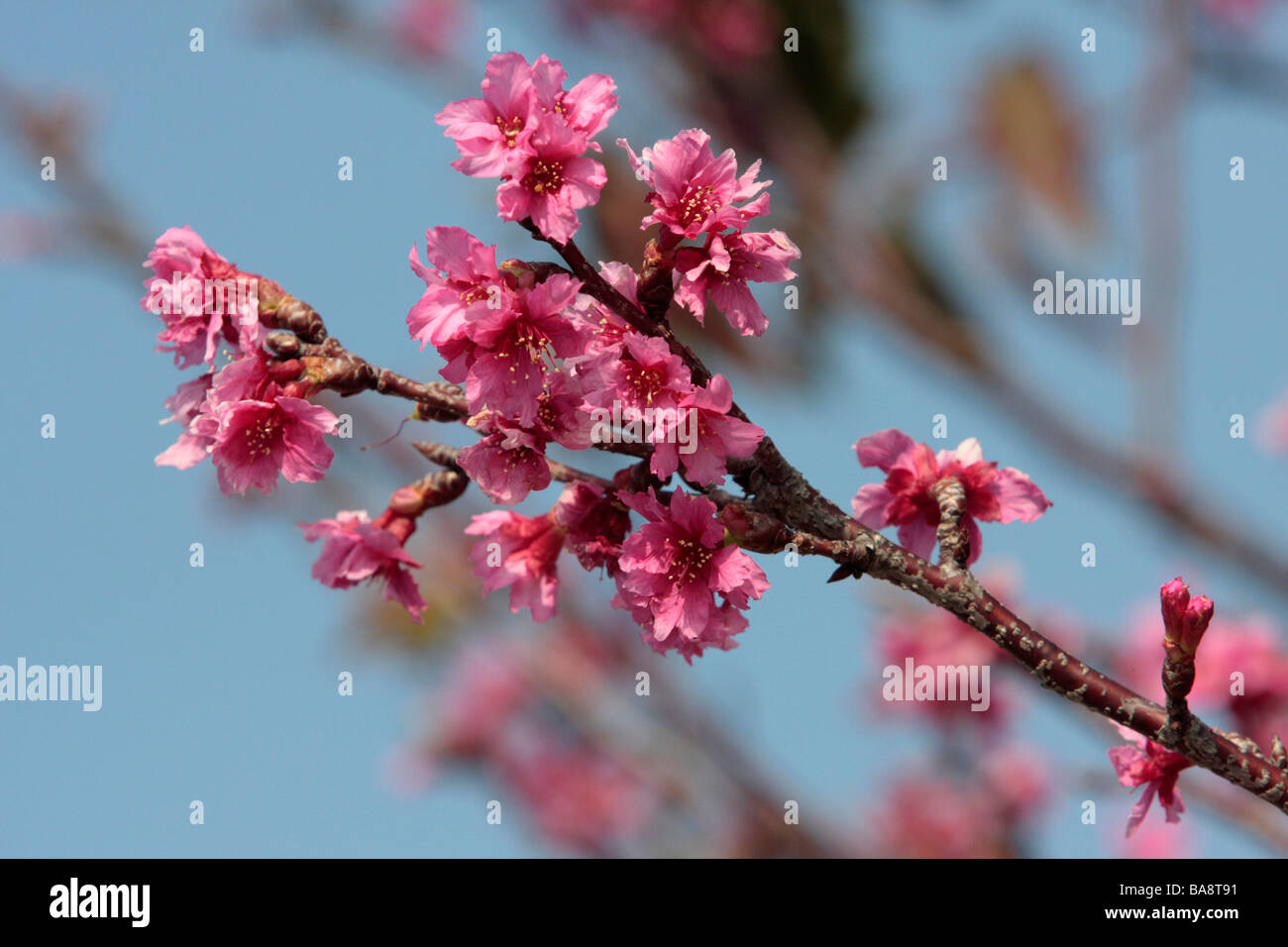 Cherry flowers bloom in spring Stock Photo - Alamy