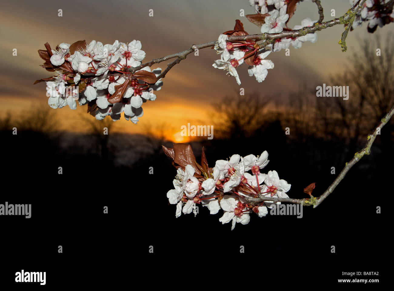 Japanese cherry blossoms at sunset Stock Photo - Alamy