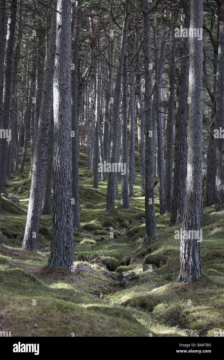 Sun dappled wood hi-res stock photography and images - Alamy