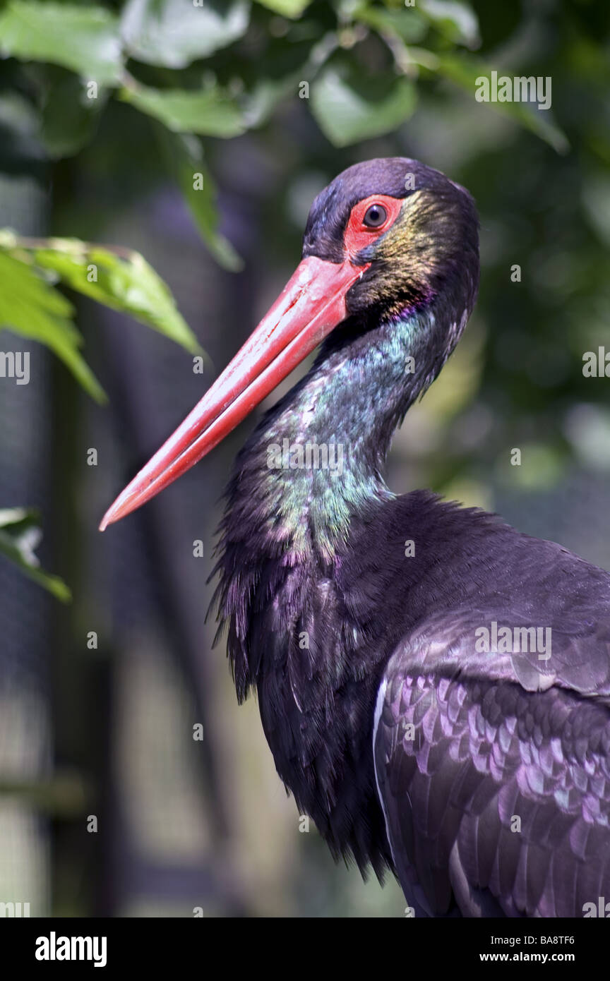 Birda of ethiopia hi-res stock photography and images - Alamy