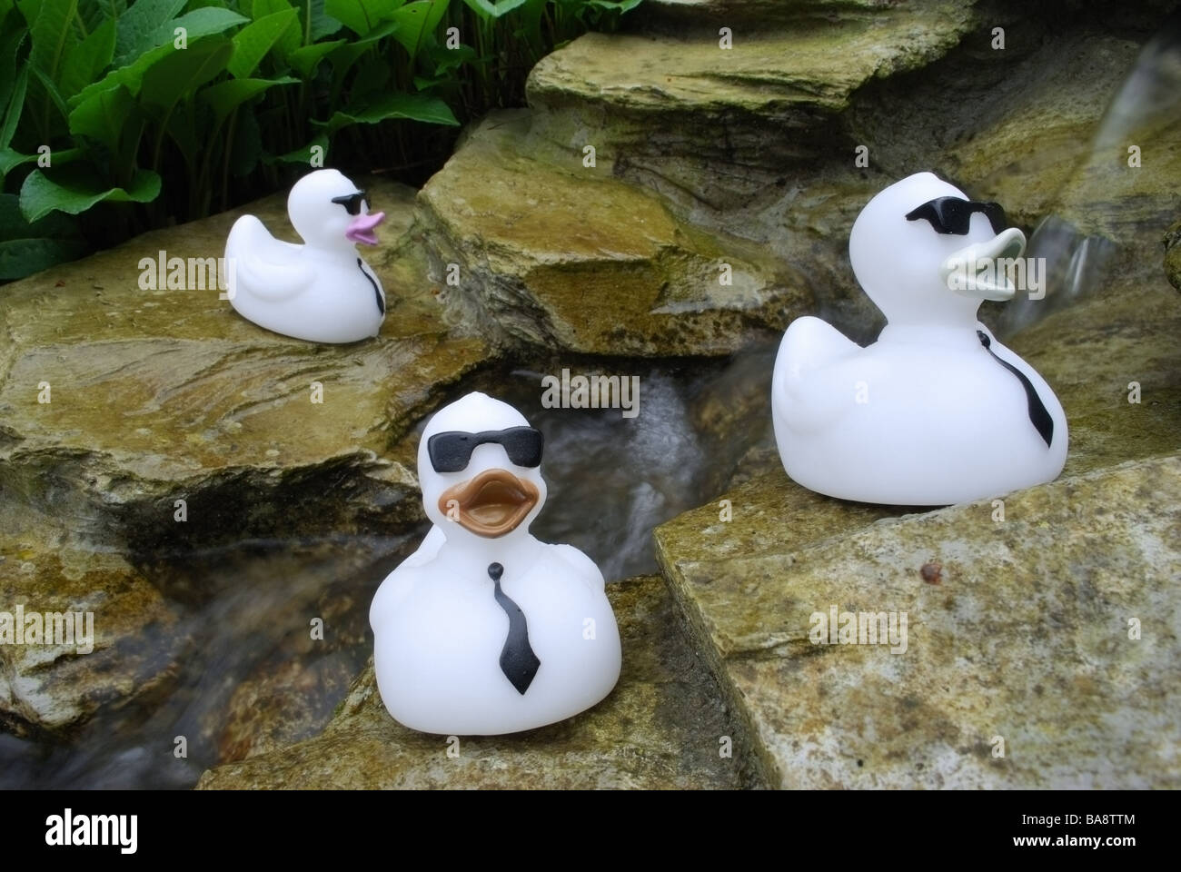 Three rubber ducks on a water feature Stock Photo - Alamy