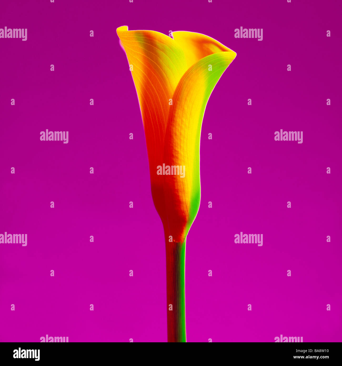 Multicoloured lily hi-res stock photography and images - Alamy