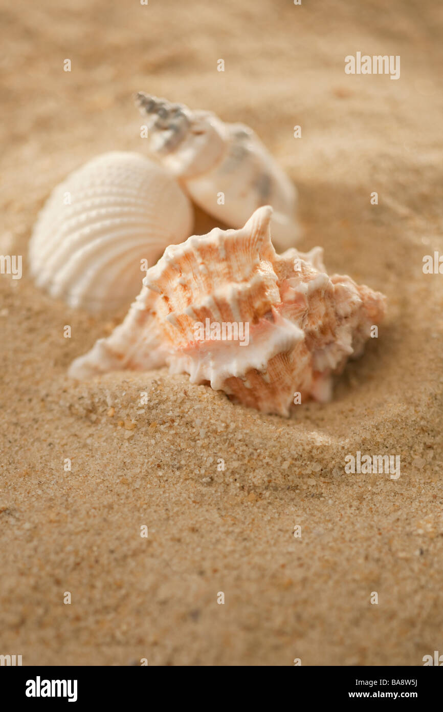 Sea shells in sand Stock Photo - Alamy