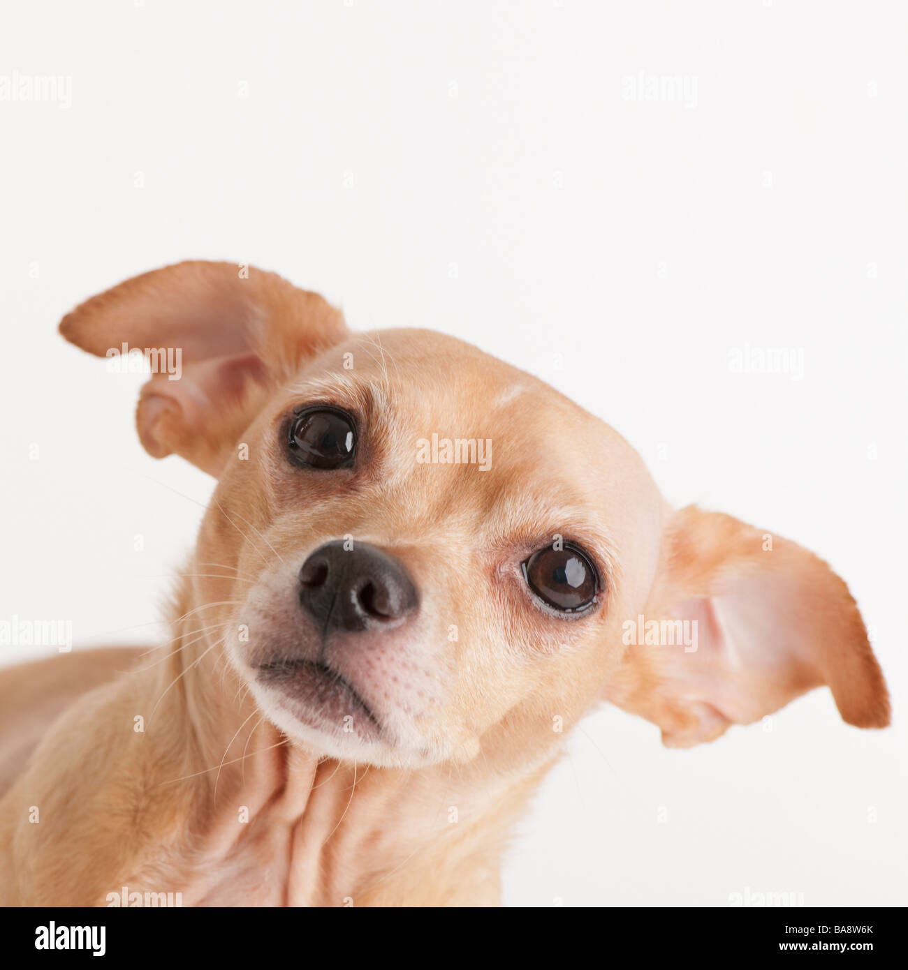 Portrait of small dog Stock Photo - Alamy