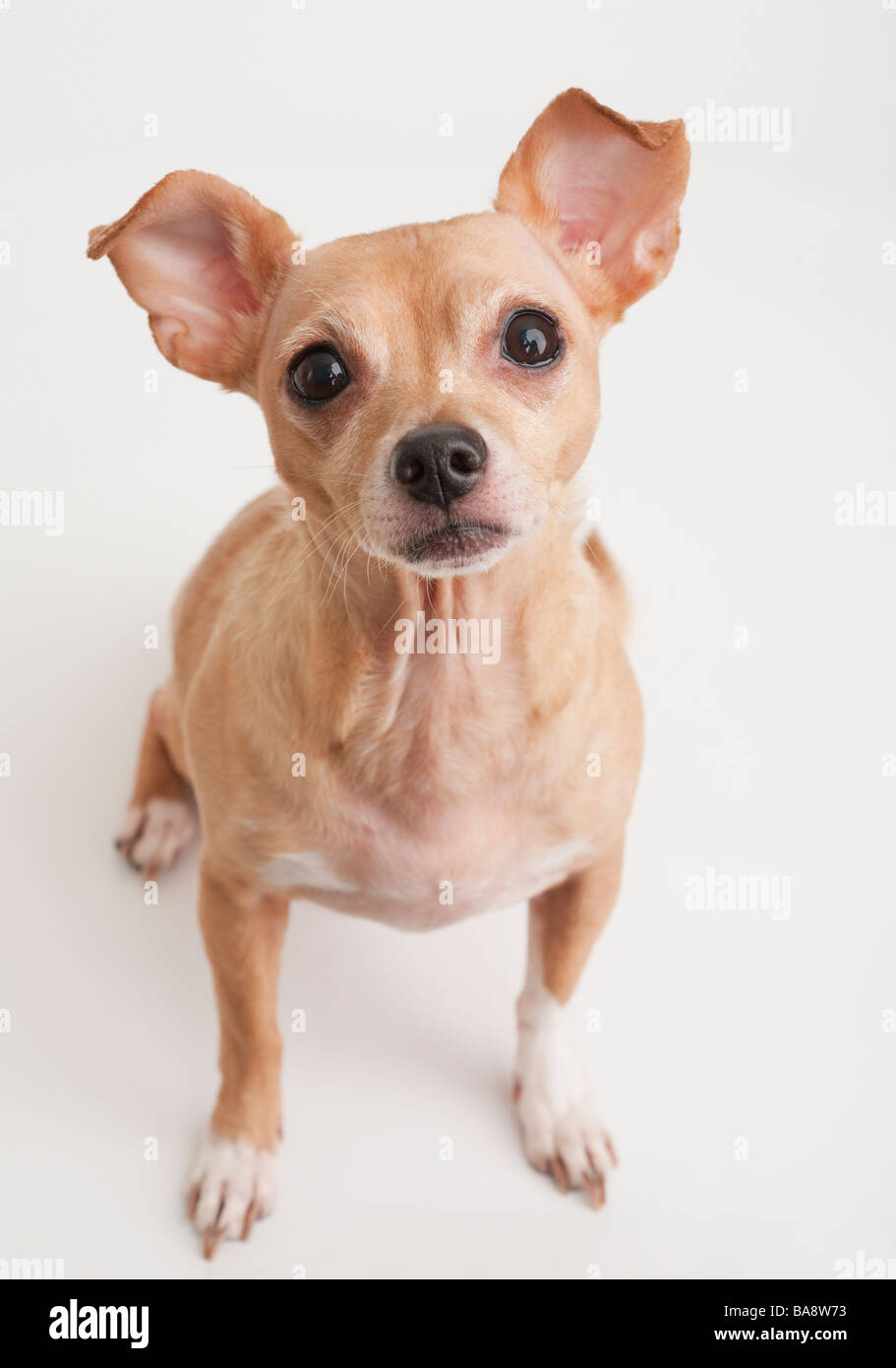 Portrait of small dog Stock Photo - Alamy