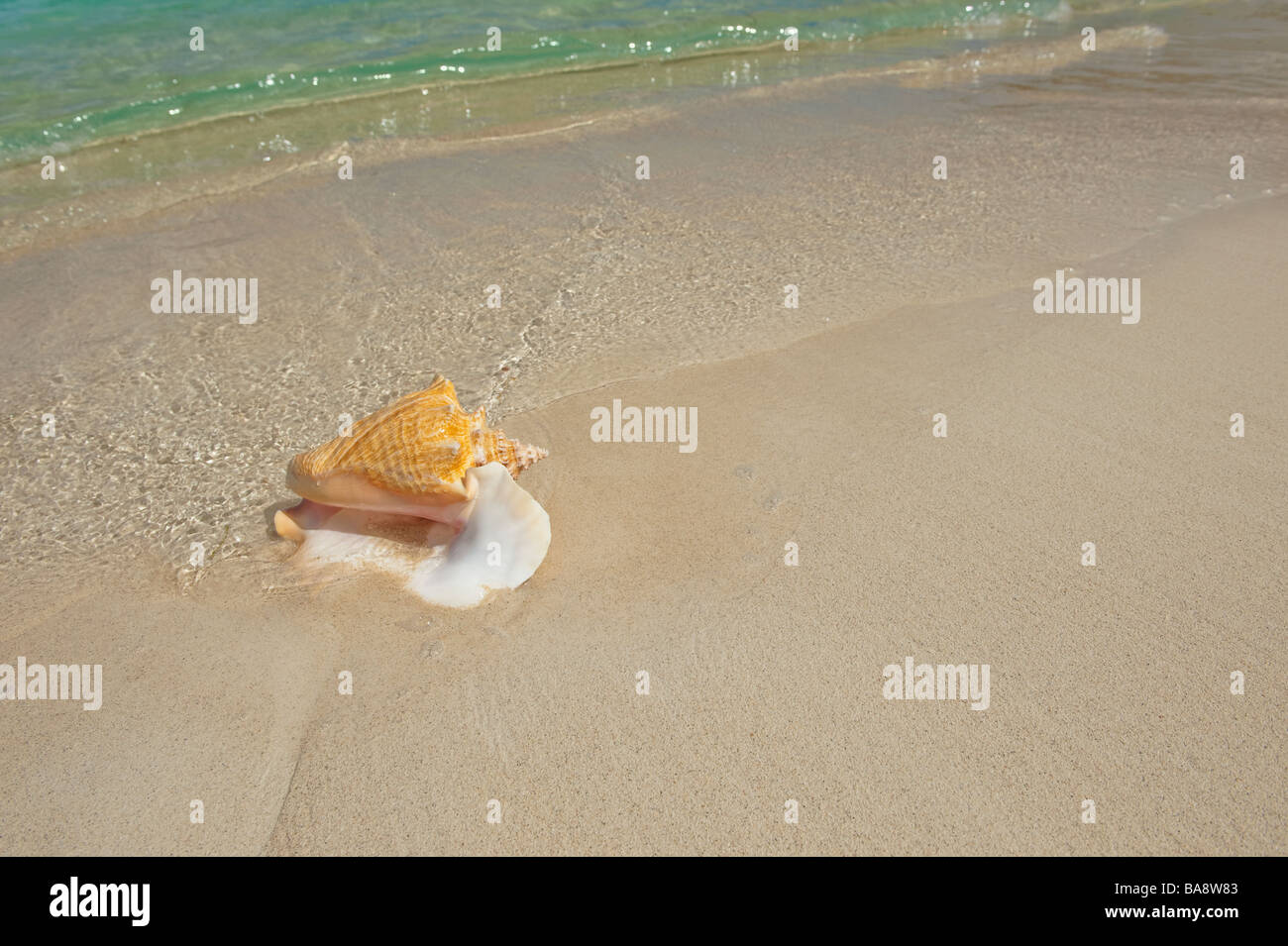 Conch shell on beach Stock Photo - Alamy