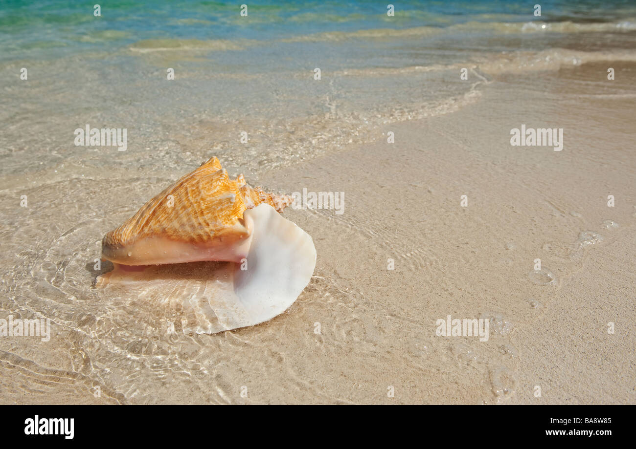 Conch shell on beach Stock Photo - Alamy
