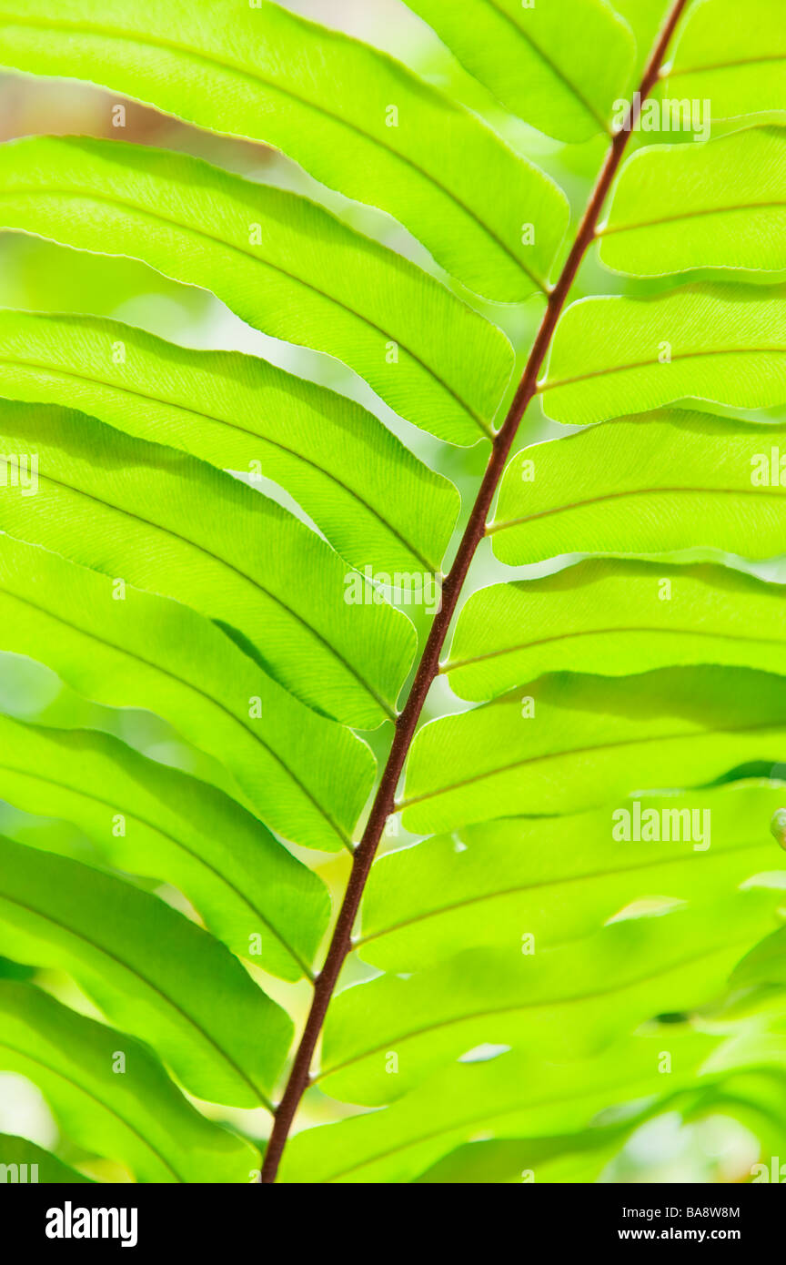 Close up of tropical leaf Stock Photo - Alamy