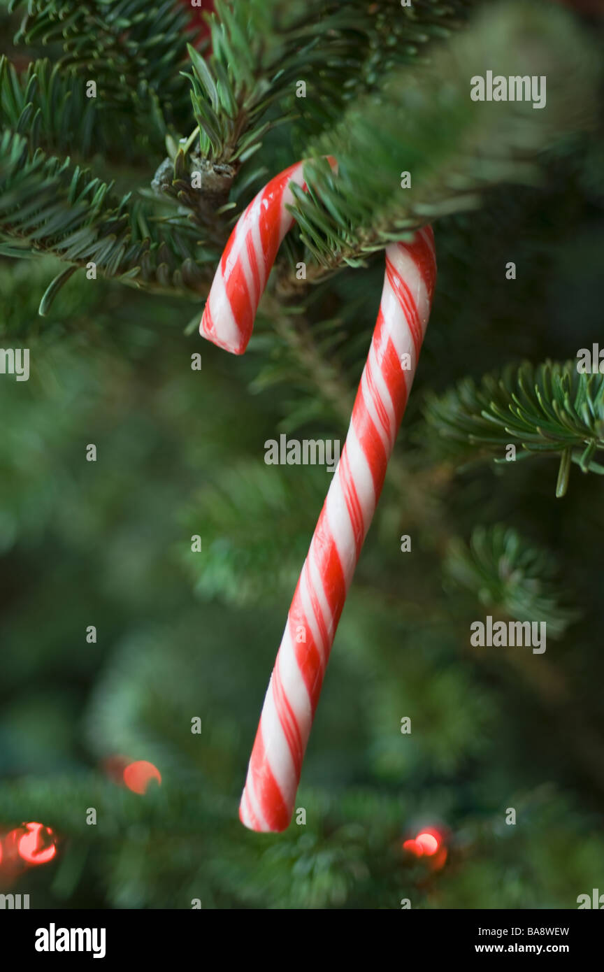 Candy cane hanging on Christmas tree Stock Photo - Alamy