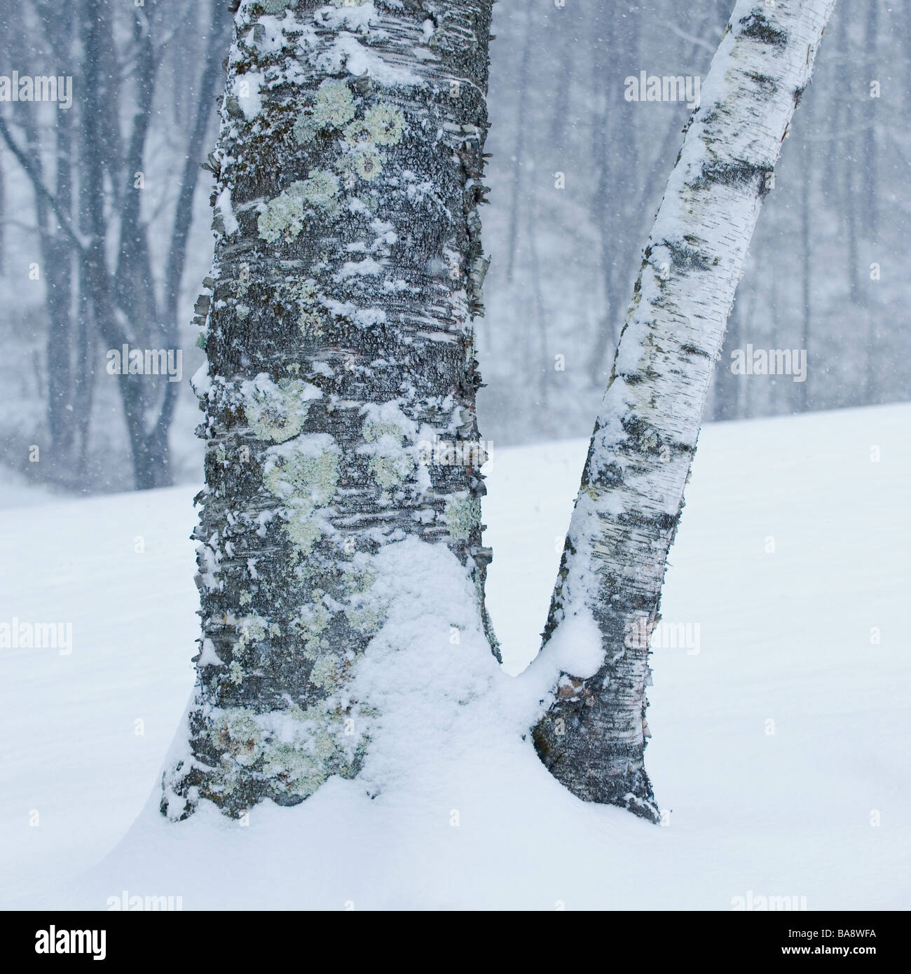 Trees in winter Stock Photo - Alamy