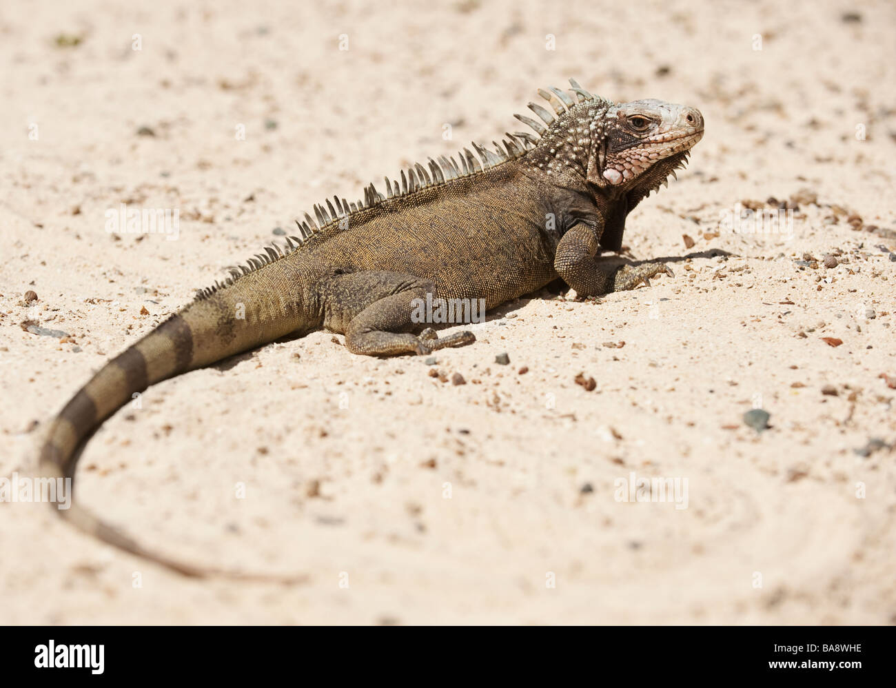Close up of iguana Stock Photo - Alamy