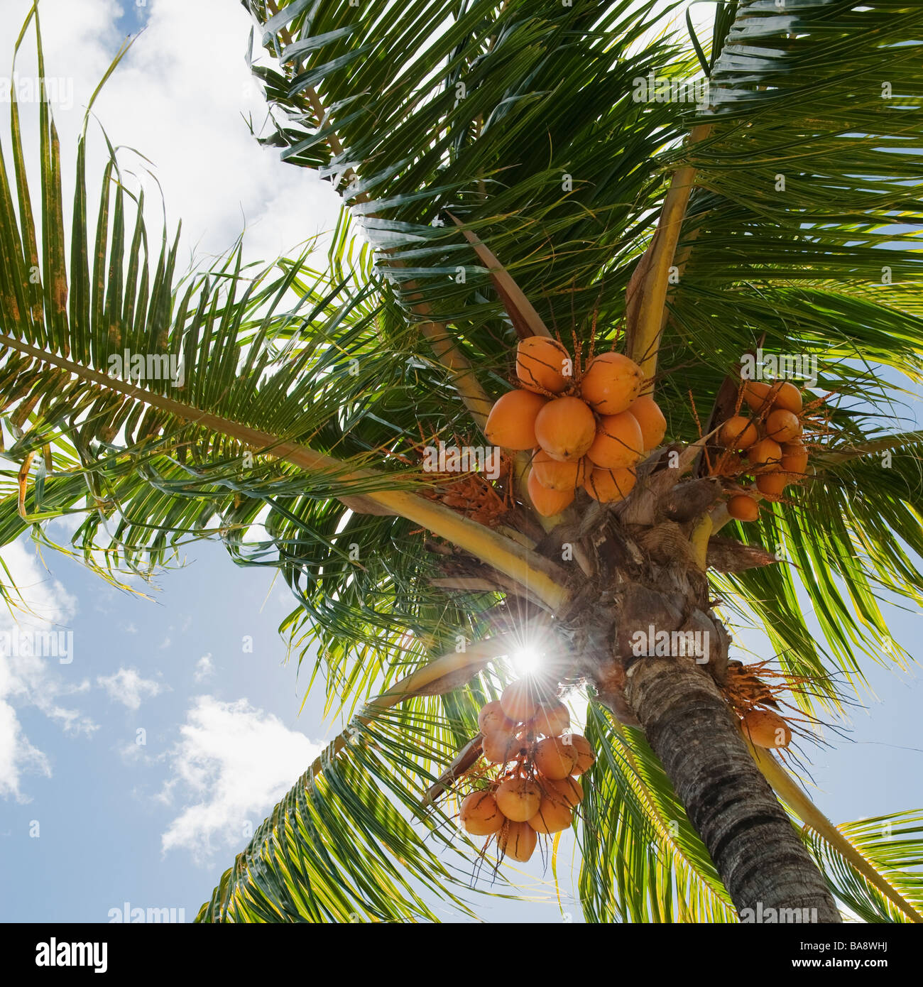 Coconut tree virgin islands hi-res stock photography and images - Alamy