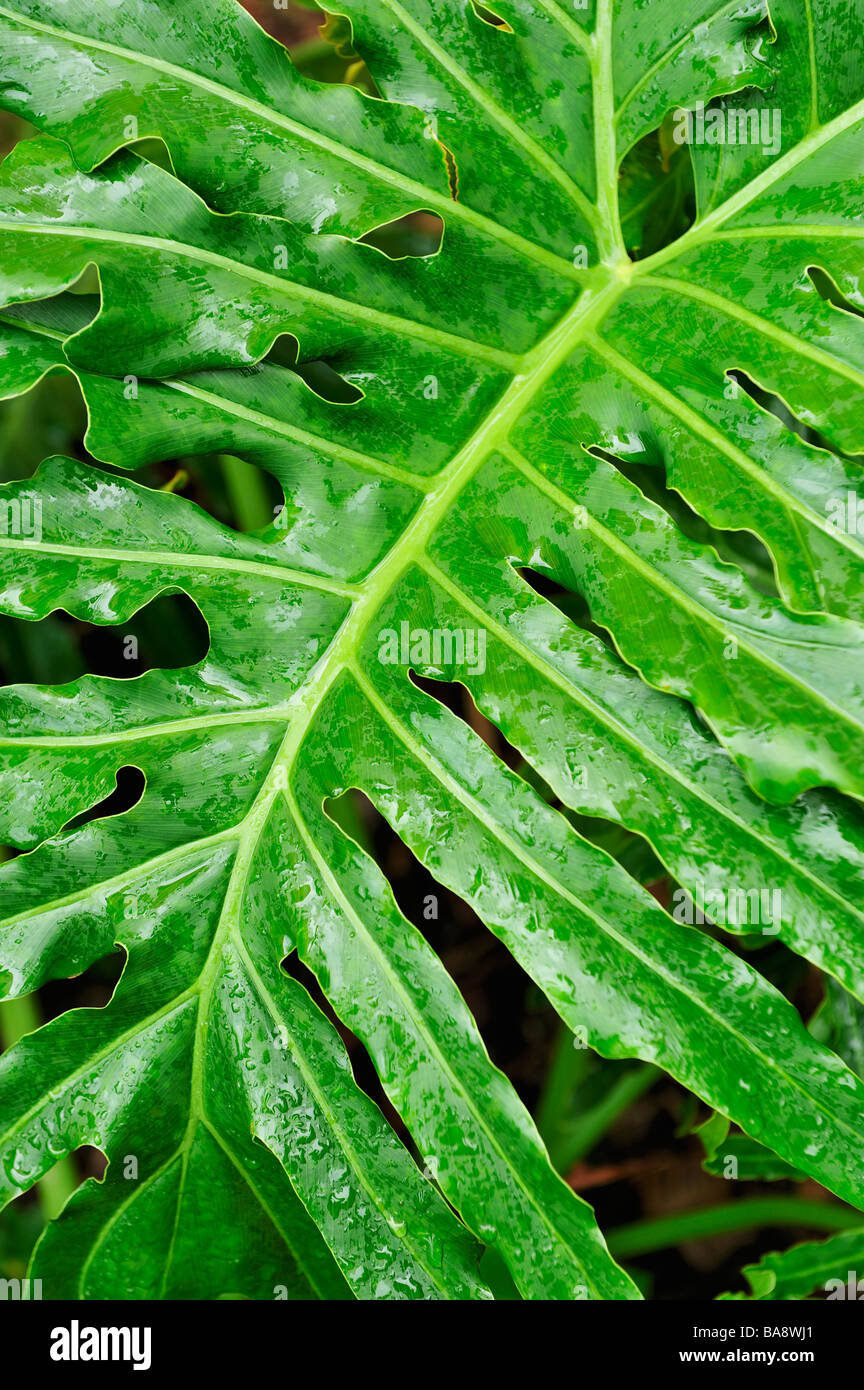 Rainforest leaf wet hi-res stock photography and images - Alamy