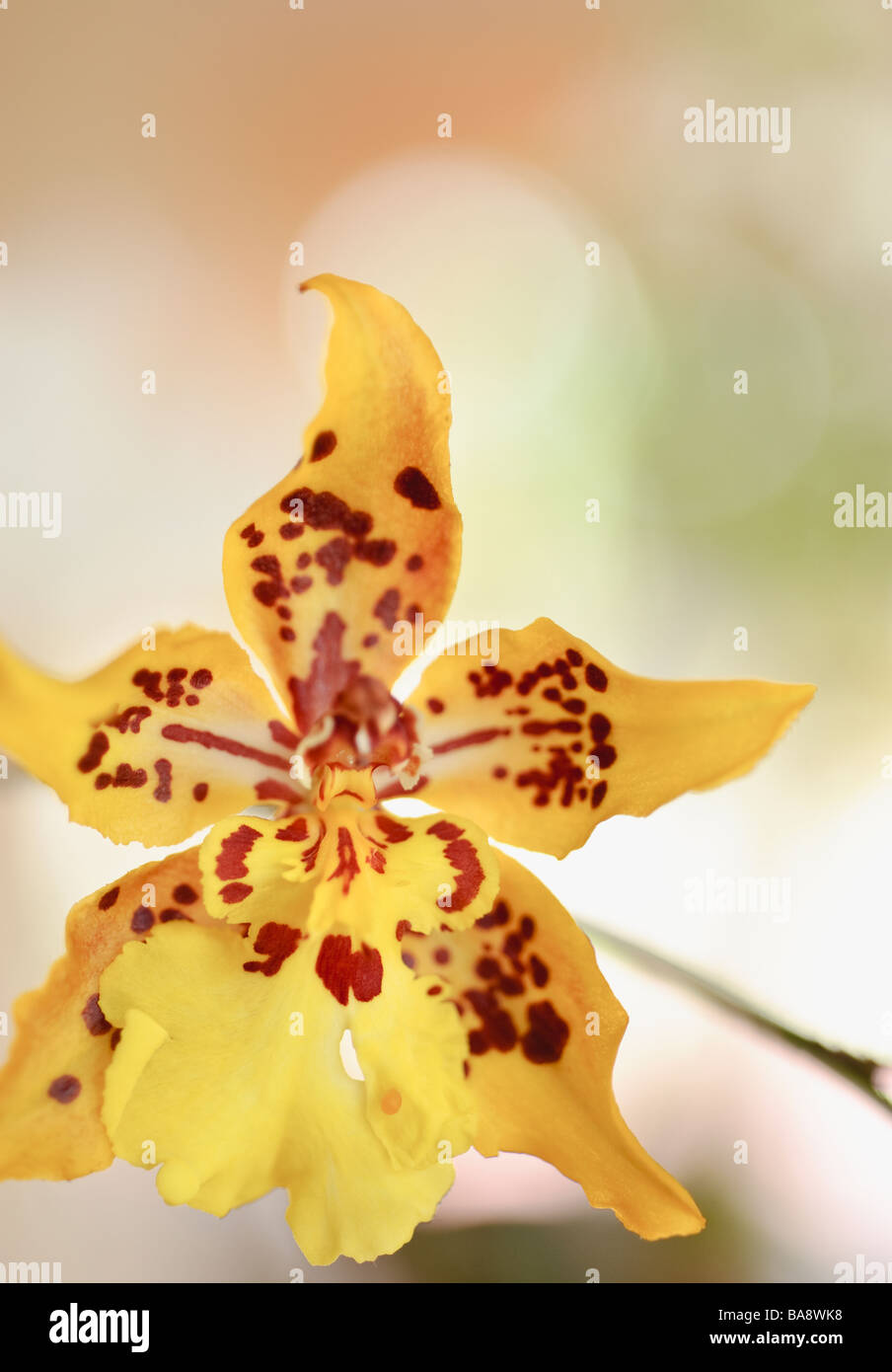 Close up of orchid Stock Photo - Alamy