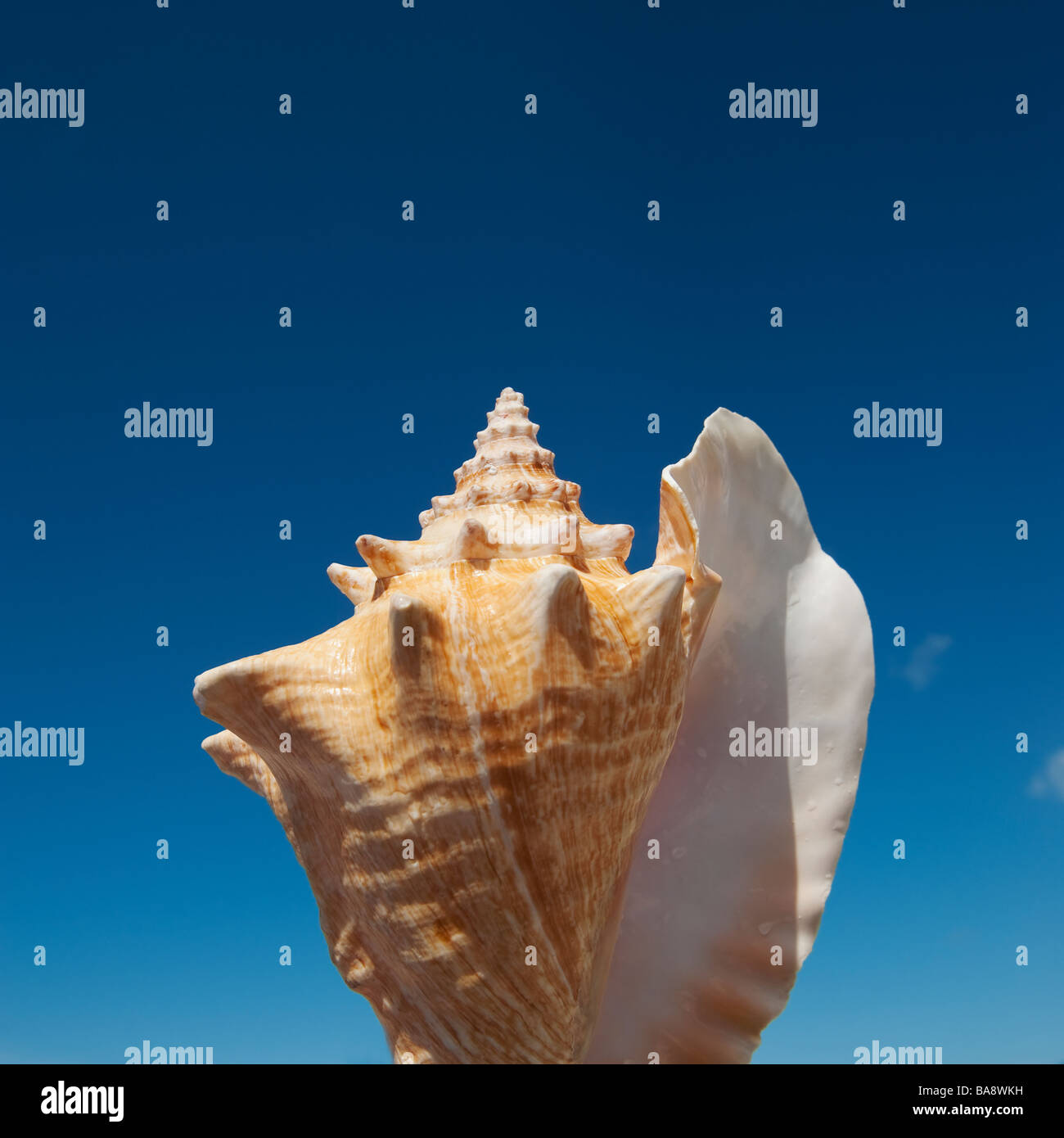 Conch motif hi-res stock photography and images - Alamy